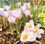 Get Growing: A bee-friendly bulb lawn | The Eatonville Dispatch