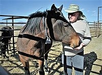 Online Corral features mustang, burro photos | Great Basin Sun