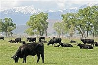 Docile Cattle | Great Basin Sun