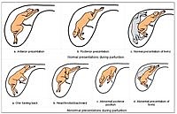 Calving Time Management | Great Basin Sun