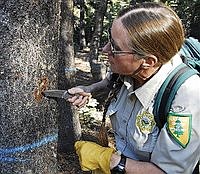 Invasive species affect Nevada ecosystem | Great Basin Sun