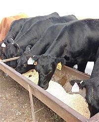 Backgrounding your calves this year? | Great Basin Sun