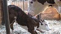 Understanding Calving Ease EPDs | Great Basin Sun