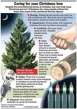 Selecting and caring for your cut Christmas Tree | Great Basin Sun