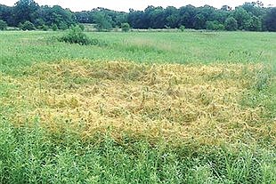 How to control dodder | Great Basin Sun