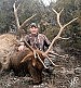First elk - | Great Basin Sun