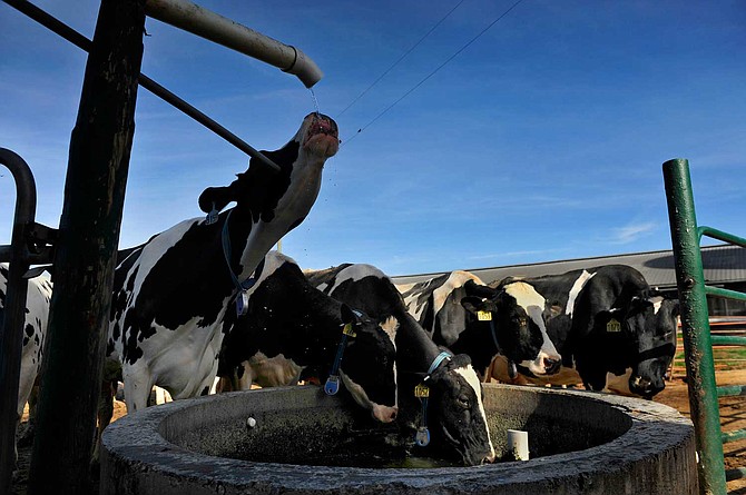 Uncle Sam may have picked the wrong cash cow | Great Basin Sun