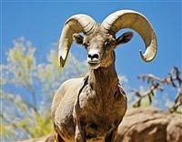 Winners announced for Nevada 2017 Dream Tag Raffle | Great Basin Sun