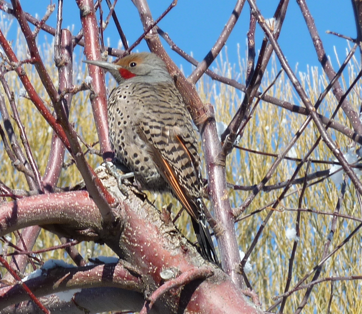 Flying flicker arrives for winter | Serving Minden-Gardnerville and ...