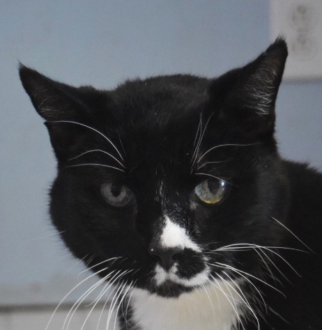 The saga of the three-legged cat | Carson City’s Trusted News Source ...