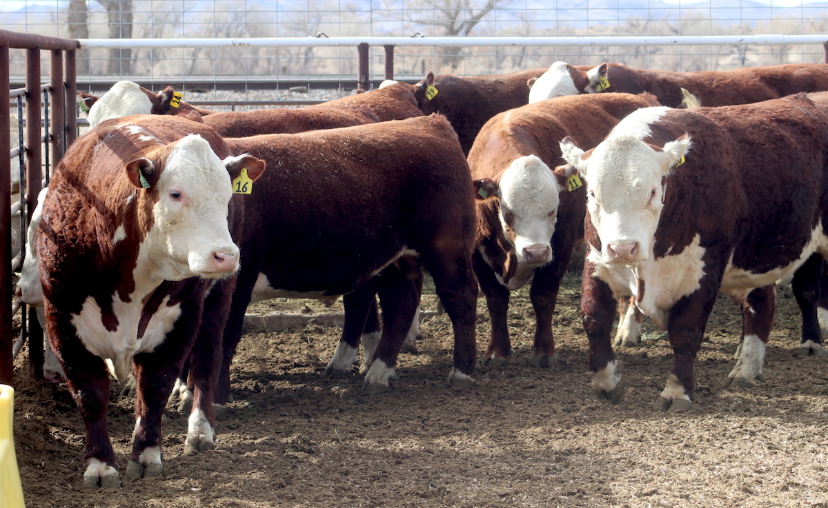 Buyers, consignors: Nevada cattle market strong despite pandemic ...