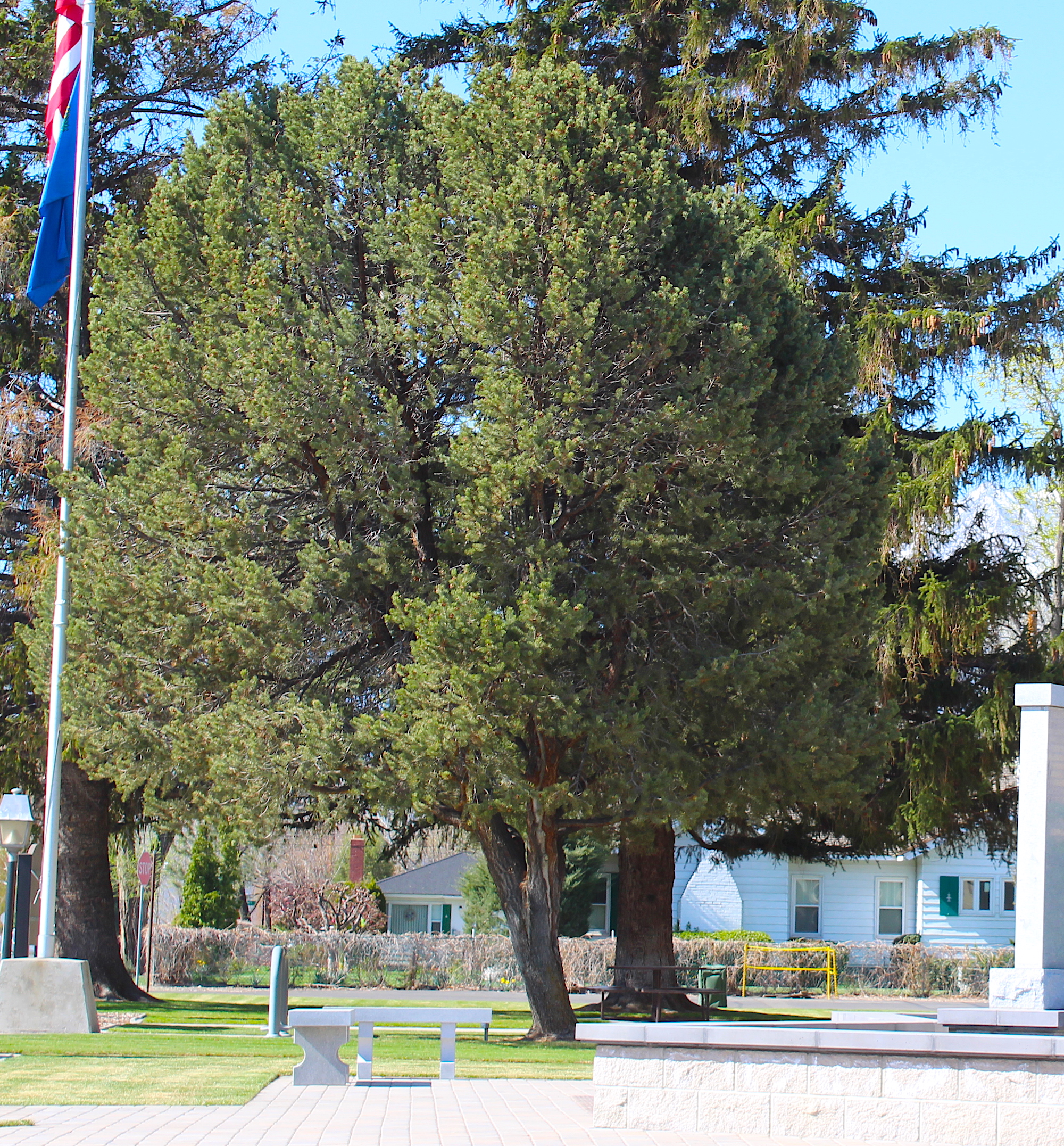 Challenges of caring for a piñon pine | Serving Minden-Gardnerville and ...