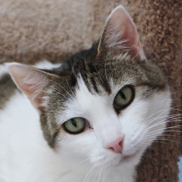 The mystery of feline stomatitis | Carson City’s Trusted News Source ...