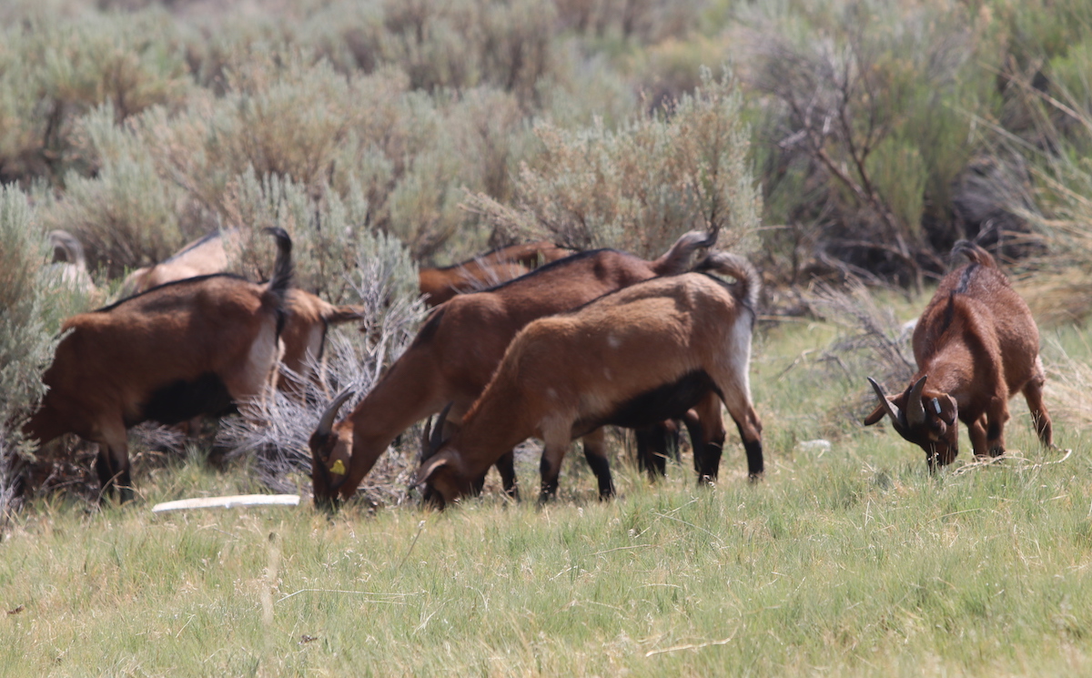 Grazing for God: Goats clear Carson City church lot | Carson City’s ...