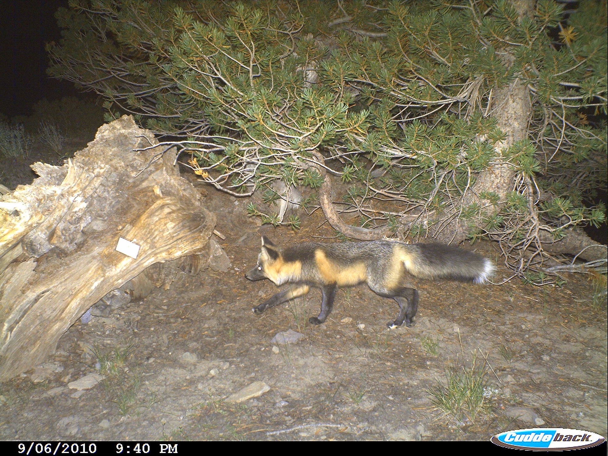 Fewer than 50 Sierra red foxes living in mountains | Serving Minden ...