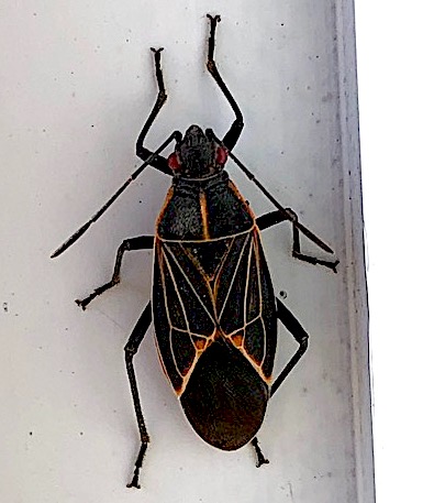 Autumn brings out the boxelder bugs | Serving Minden-Gardnerville and ...