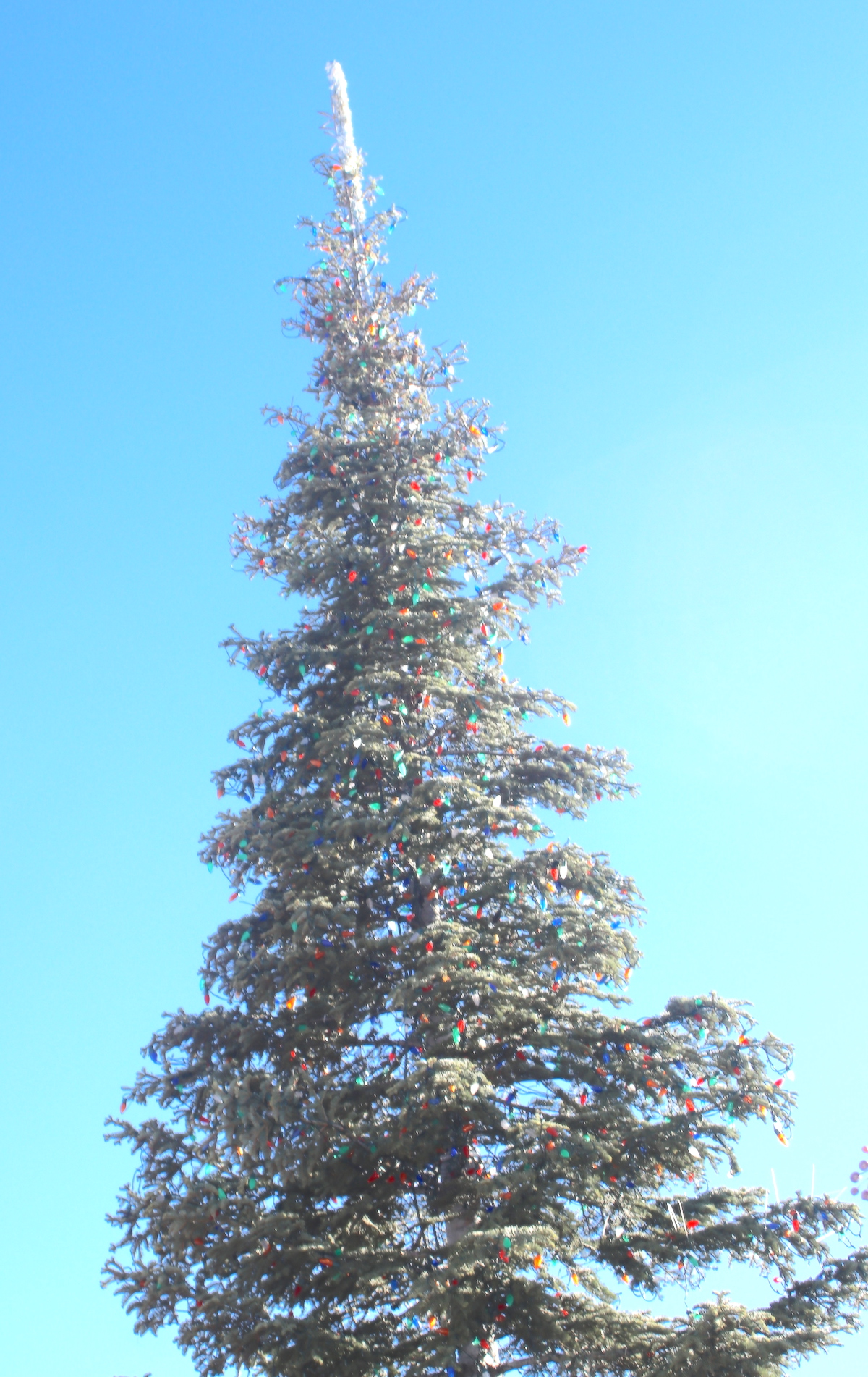 Tree lighting kicks off Yuletide season | Carson City’s Trusted News ...