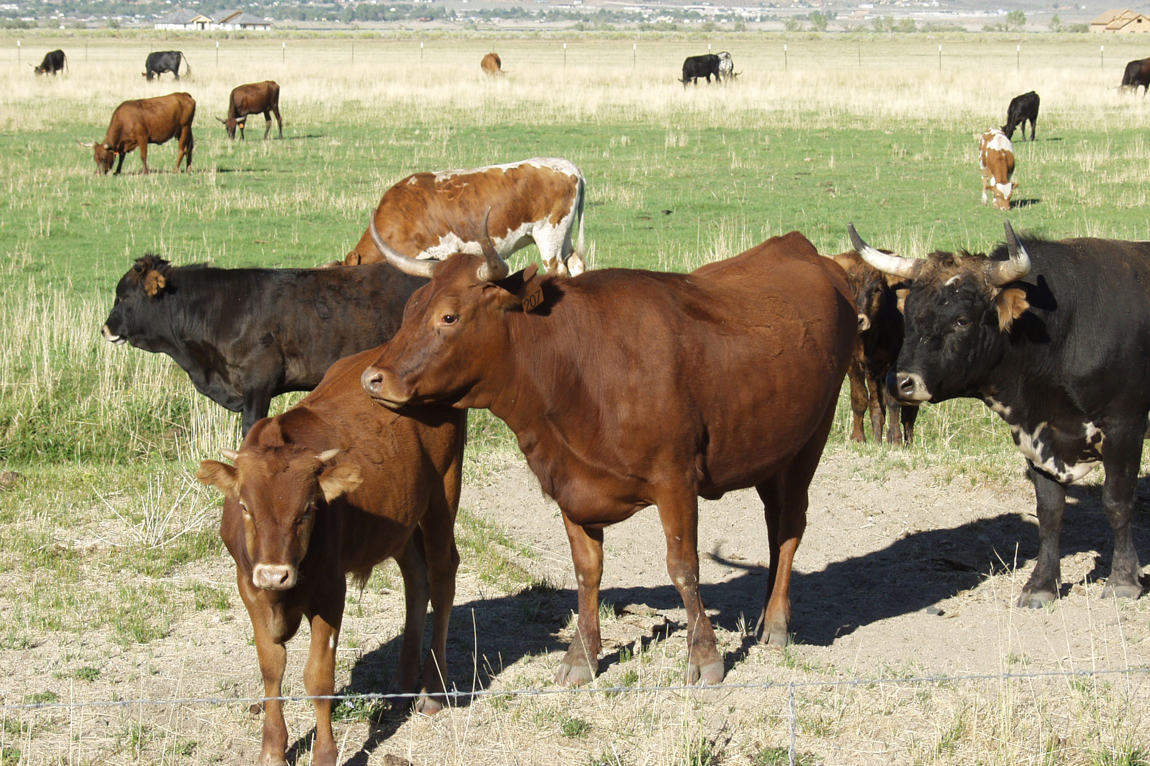 Cattlemen’s Update coming to locations across Nevada | Carson City’s ...