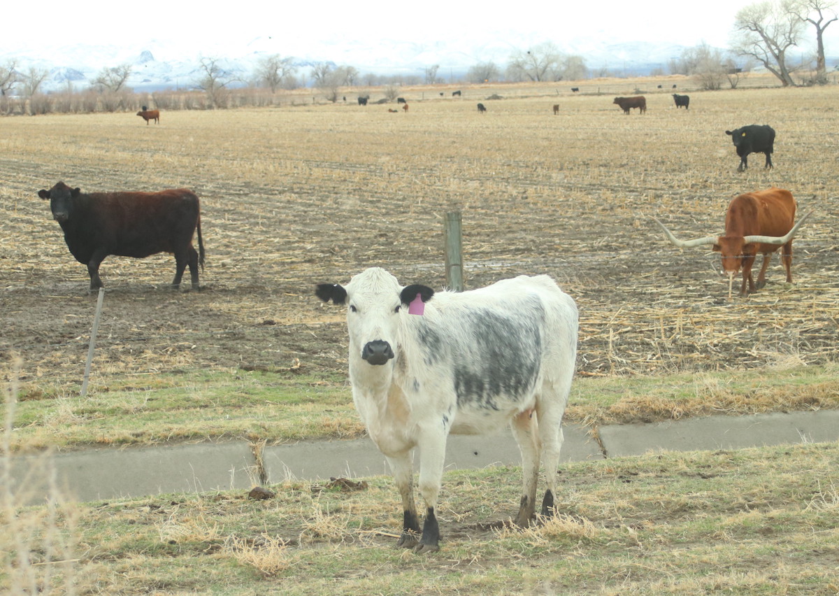 Cattlemen’s Update coming to locations across Nevada | Carson City’s ...