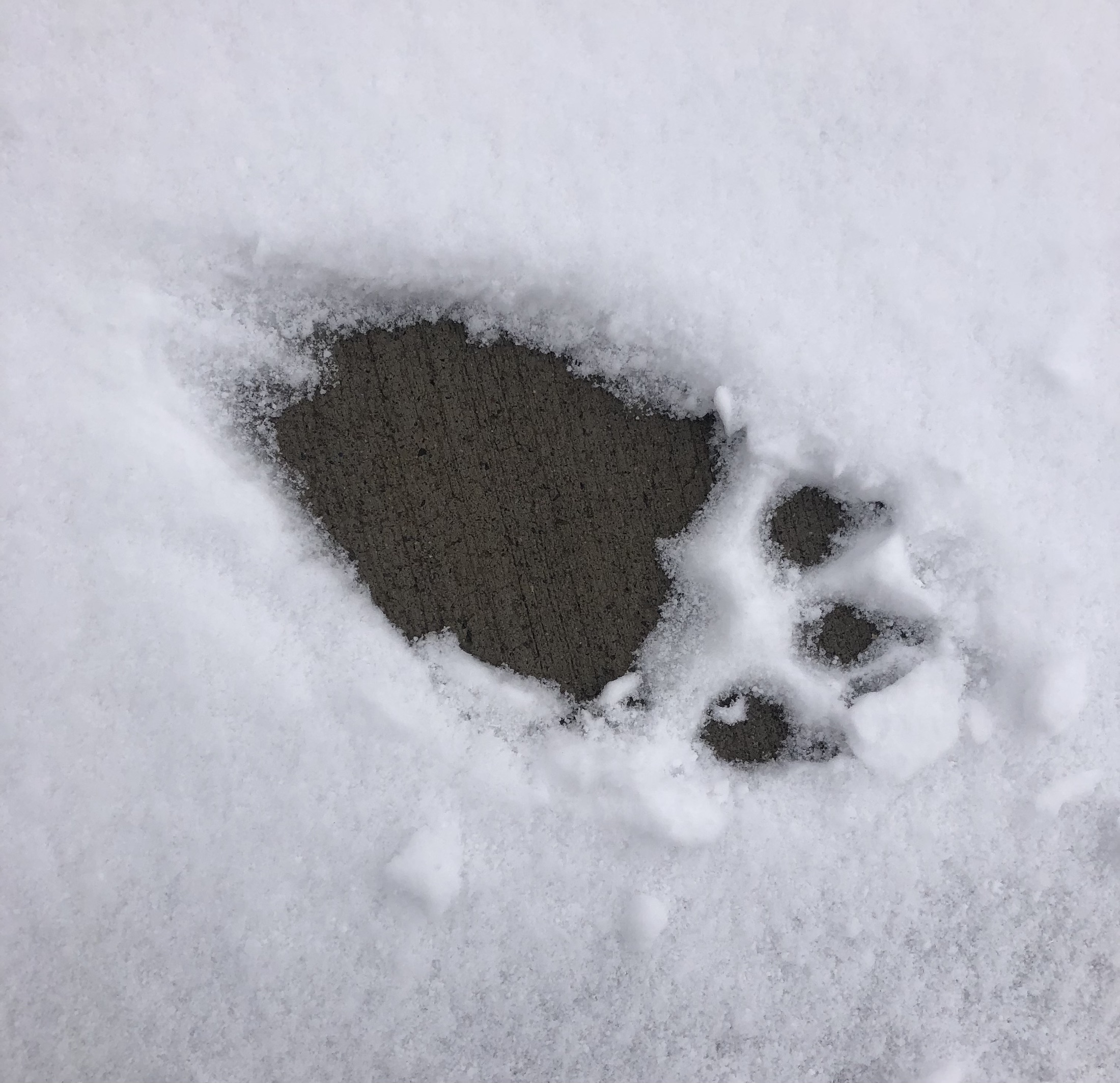 Usher in the new year with a walk | Serving Minden-Gardnerville and ...