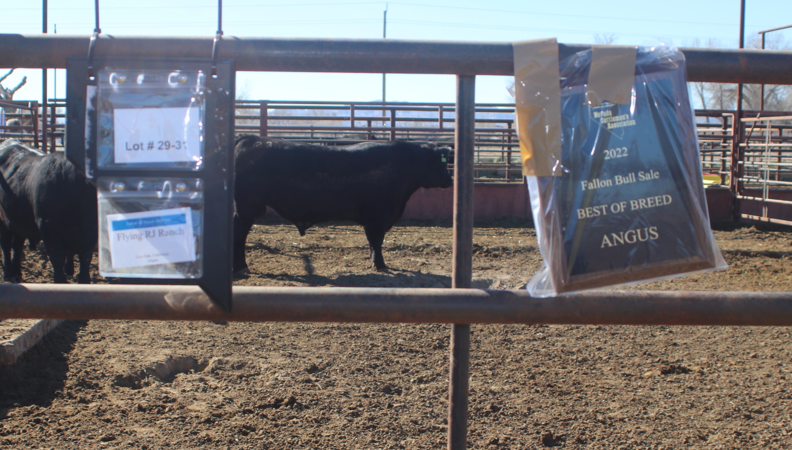 Prices remain consistent at Fallon All Breeds Bull Sale | Carson City’s ...