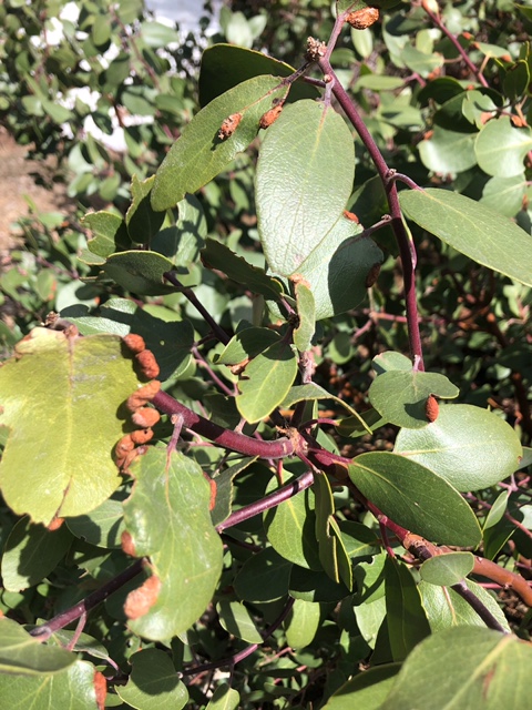 JoAnne Skelly: Lumpy, bumpy plants | Carson City’s Trusted News Source ...