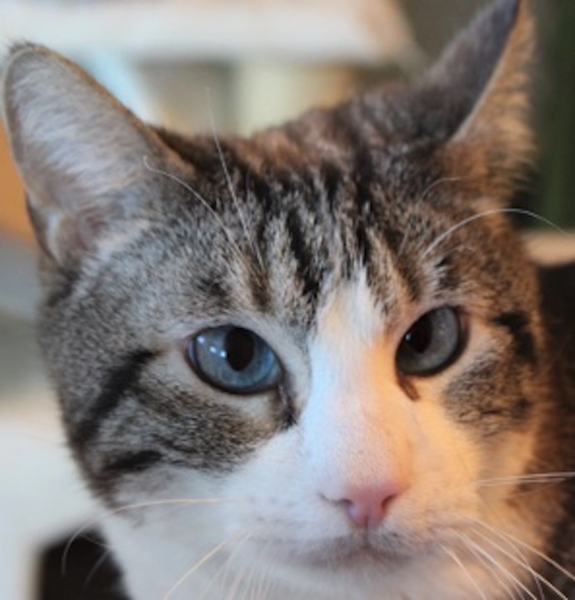 Look out! Kitten Season is coming | Carson City’s Trusted News Source ...