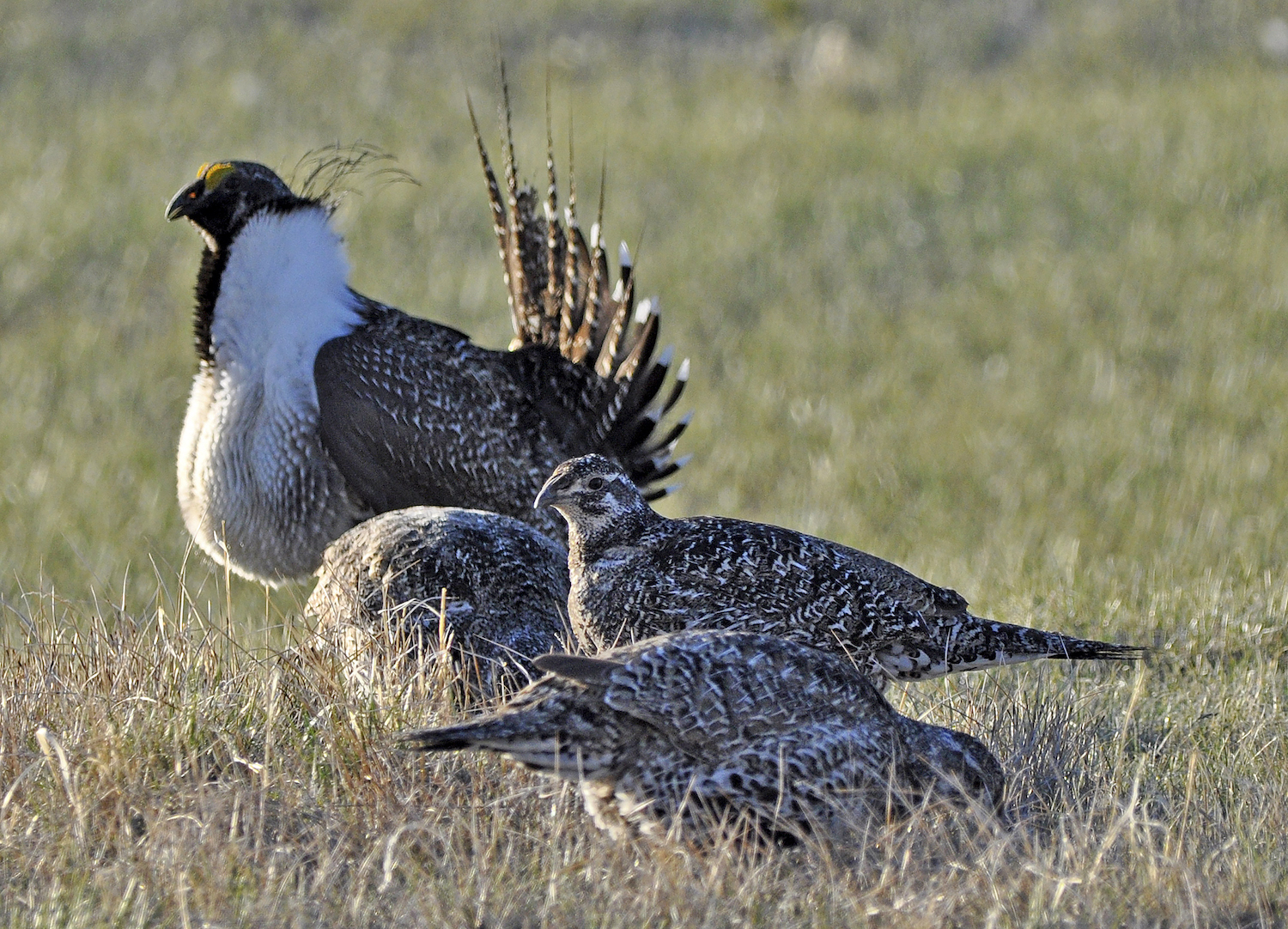 Bi-state sage grouse considered for threatened status, again | Carson ...