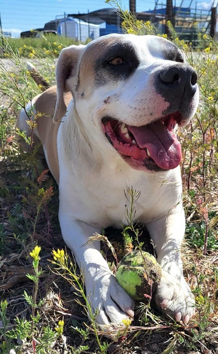 The cat does not have our tongues | Carson City’s Trusted News Source ...