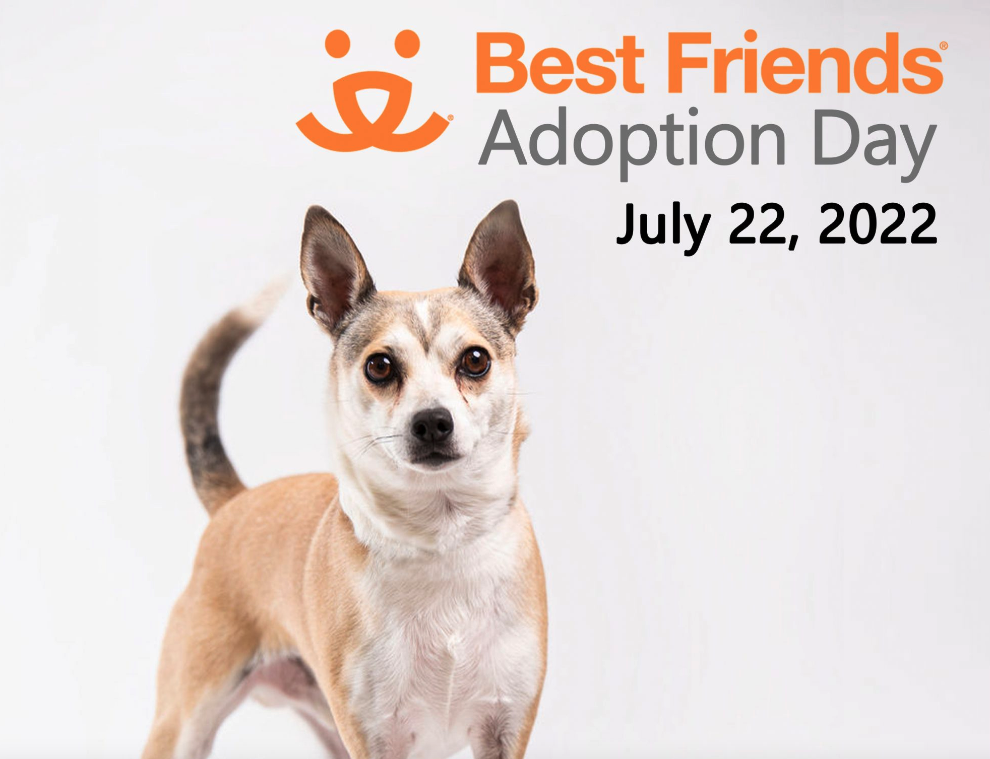 Carson City, Reno animal shelters drop adoption fees Friday | Carson ...