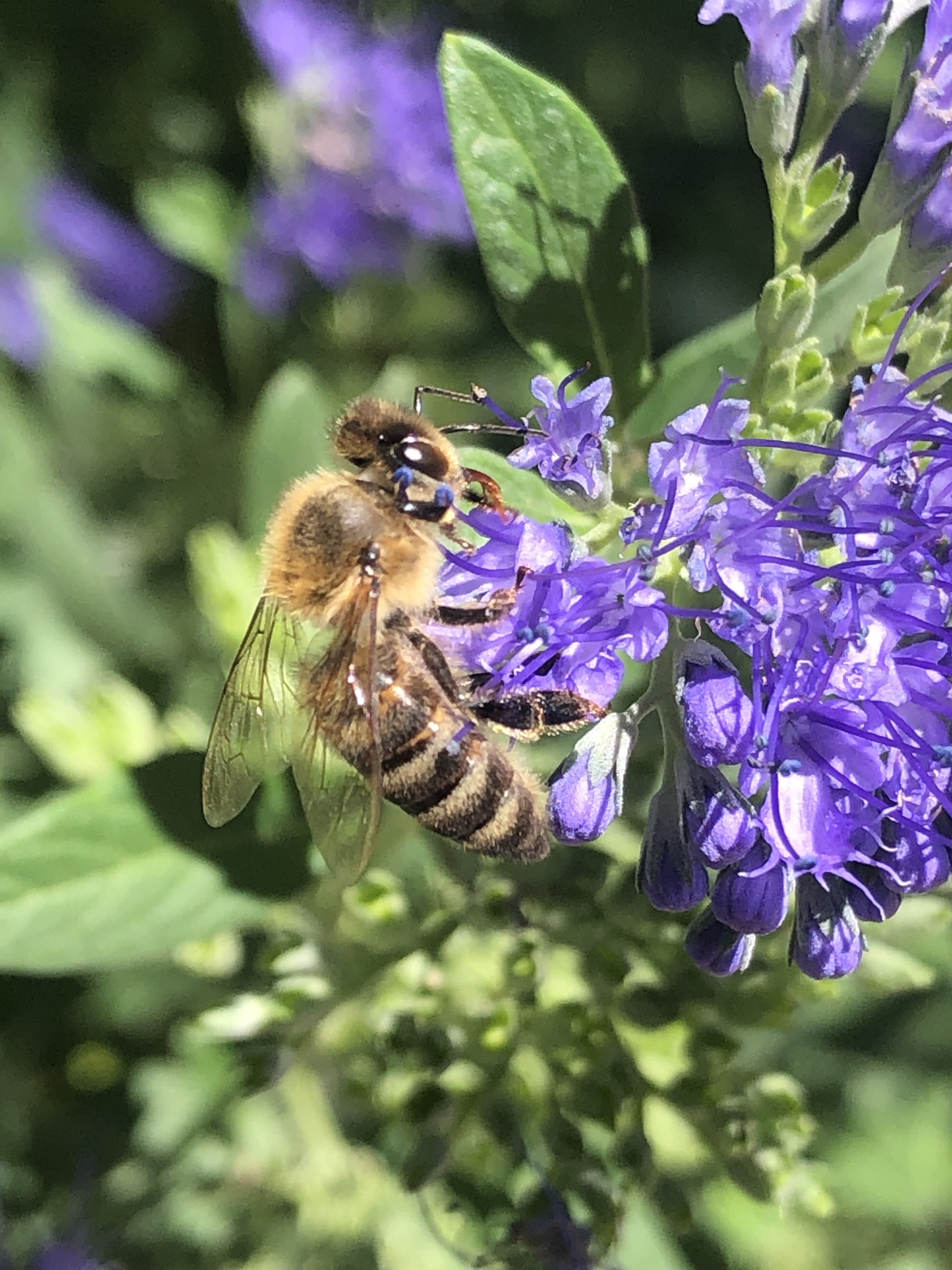 Bees abuzz for the blue mist shrub | Serving Minden-Gardnerville and ...