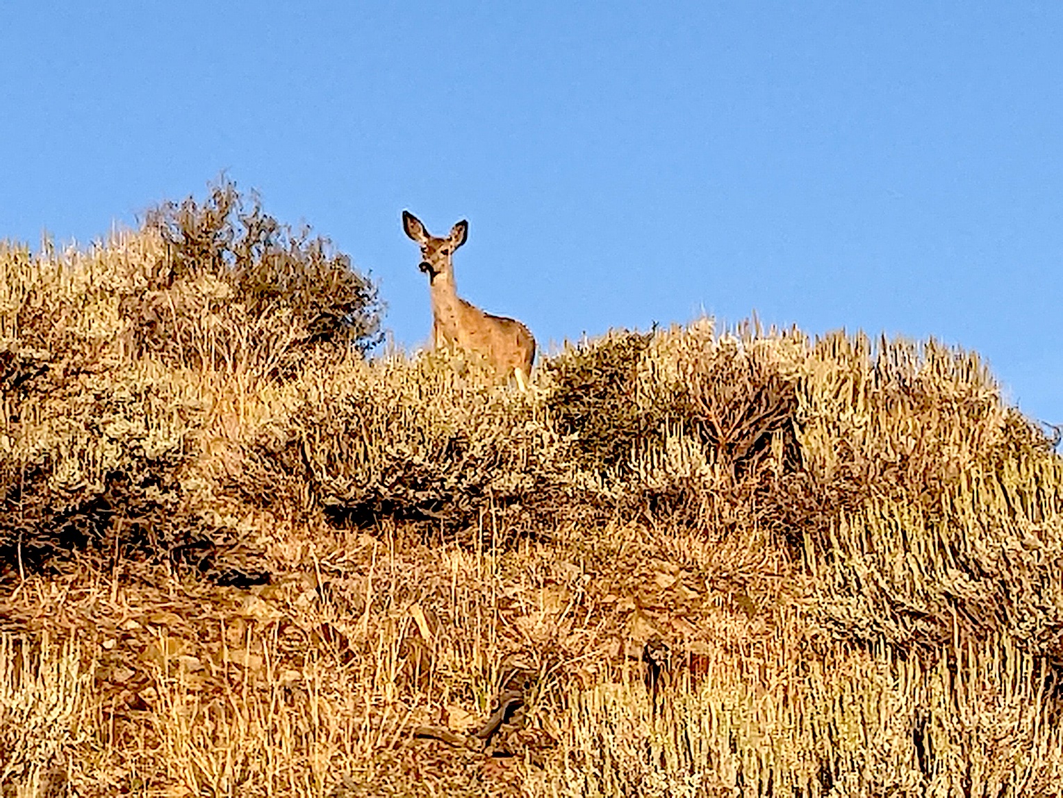 Deer blamed in Wednesday rollover | Serving Minden-Gardnerville and ...