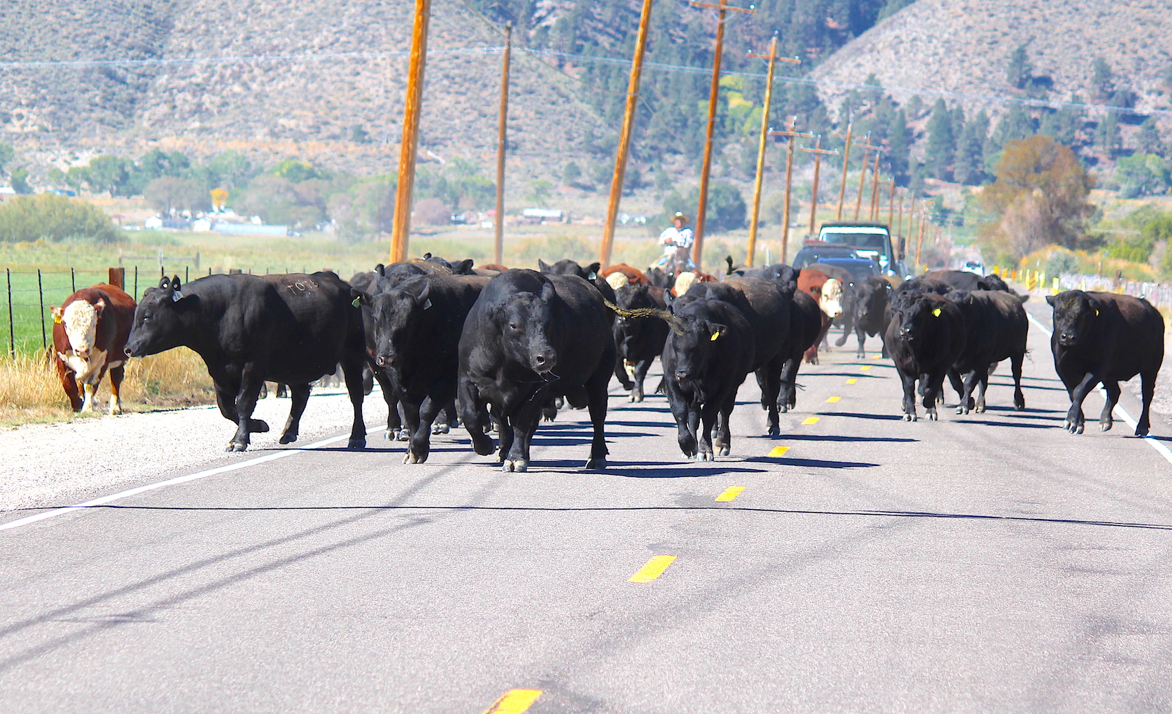 Cattlemen’s Update returns to provide market and research updates ...