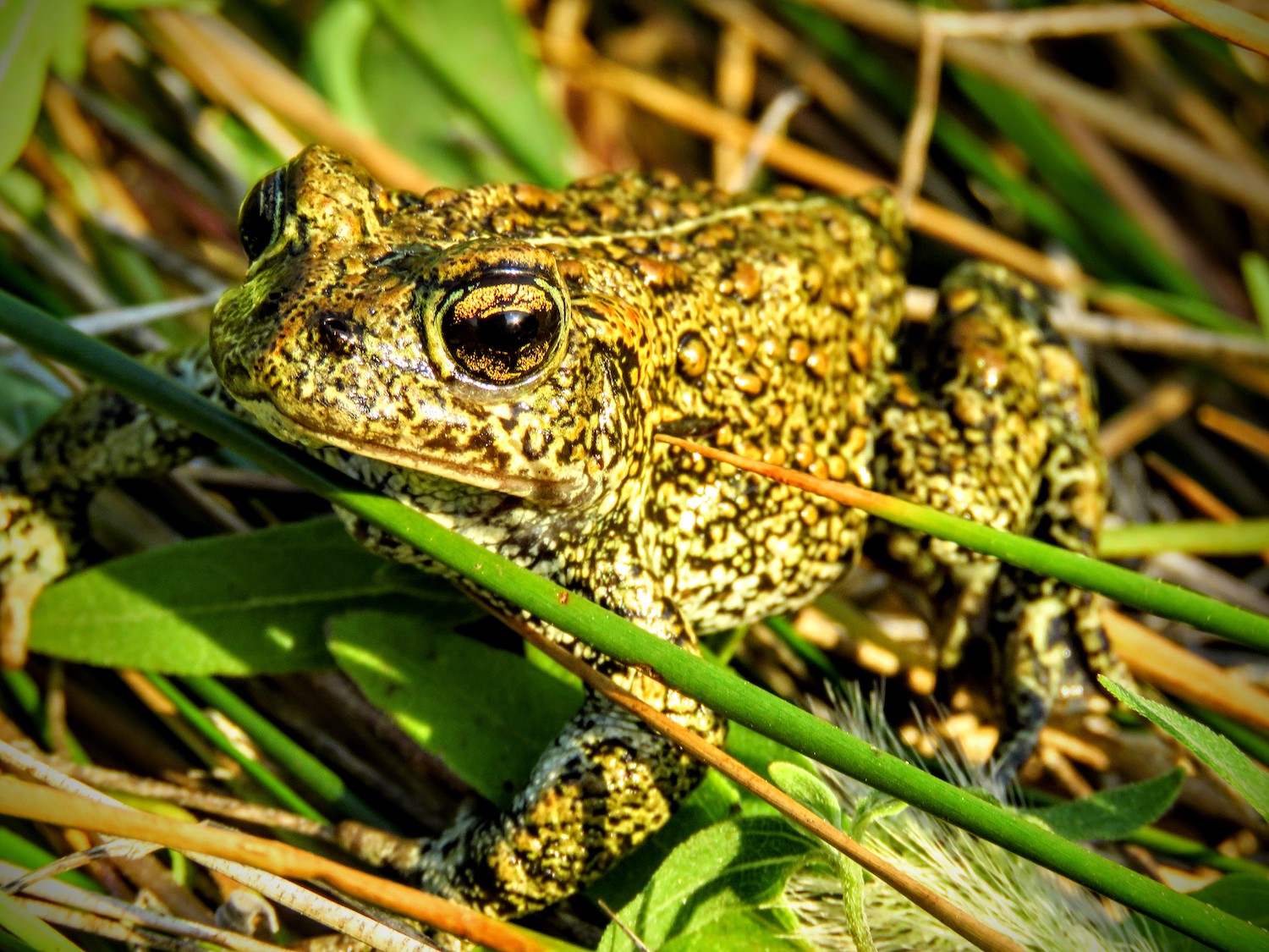 Churchill County toad fight similar to landmark case | Carson City’s ...