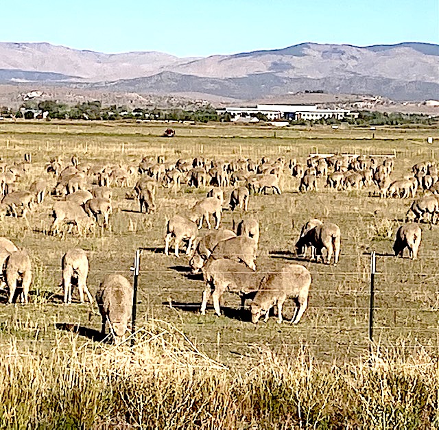 Firefighting Borda sheep chow down on cheat grass | Carson City’s ...