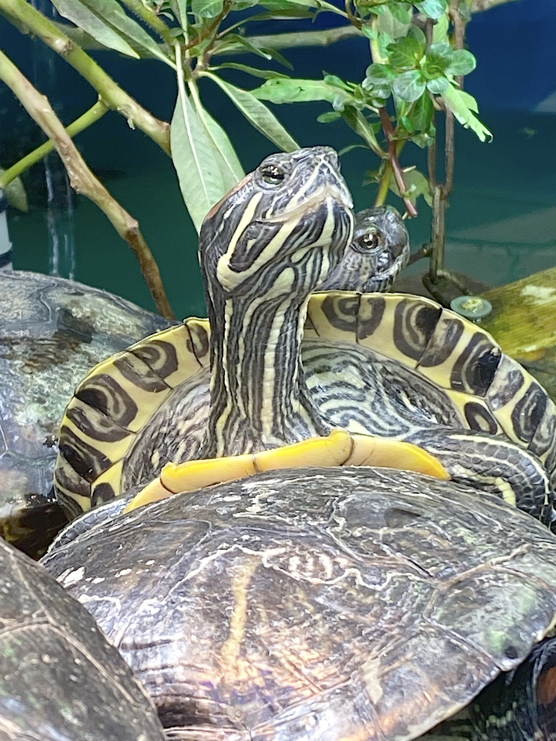 New Year storm agitates Topaz turtle sanctuary | Serving Minden ...