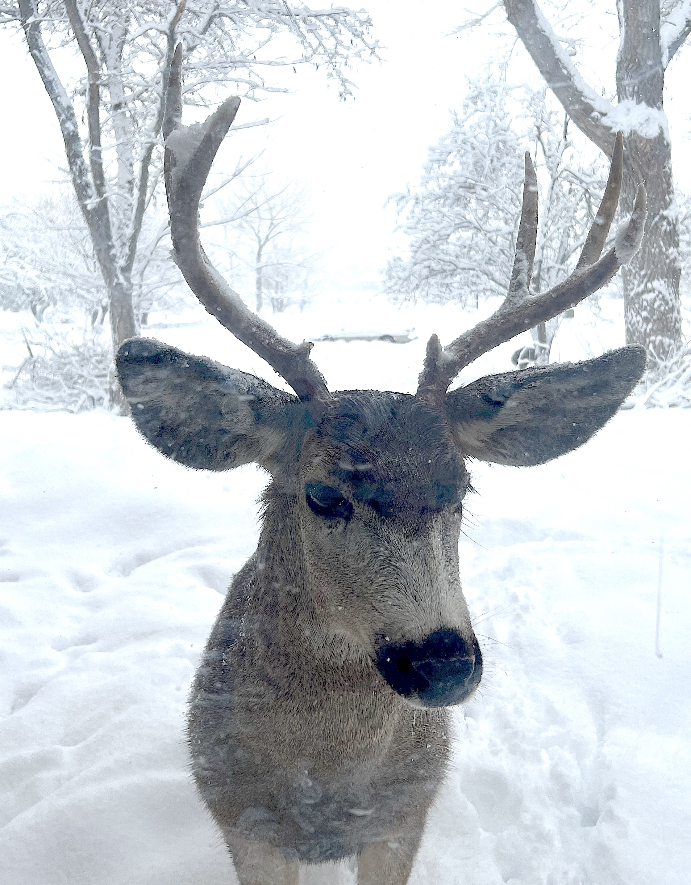 Keep wild animals wild | Serving Minden-Gardnerville and Carson Valley