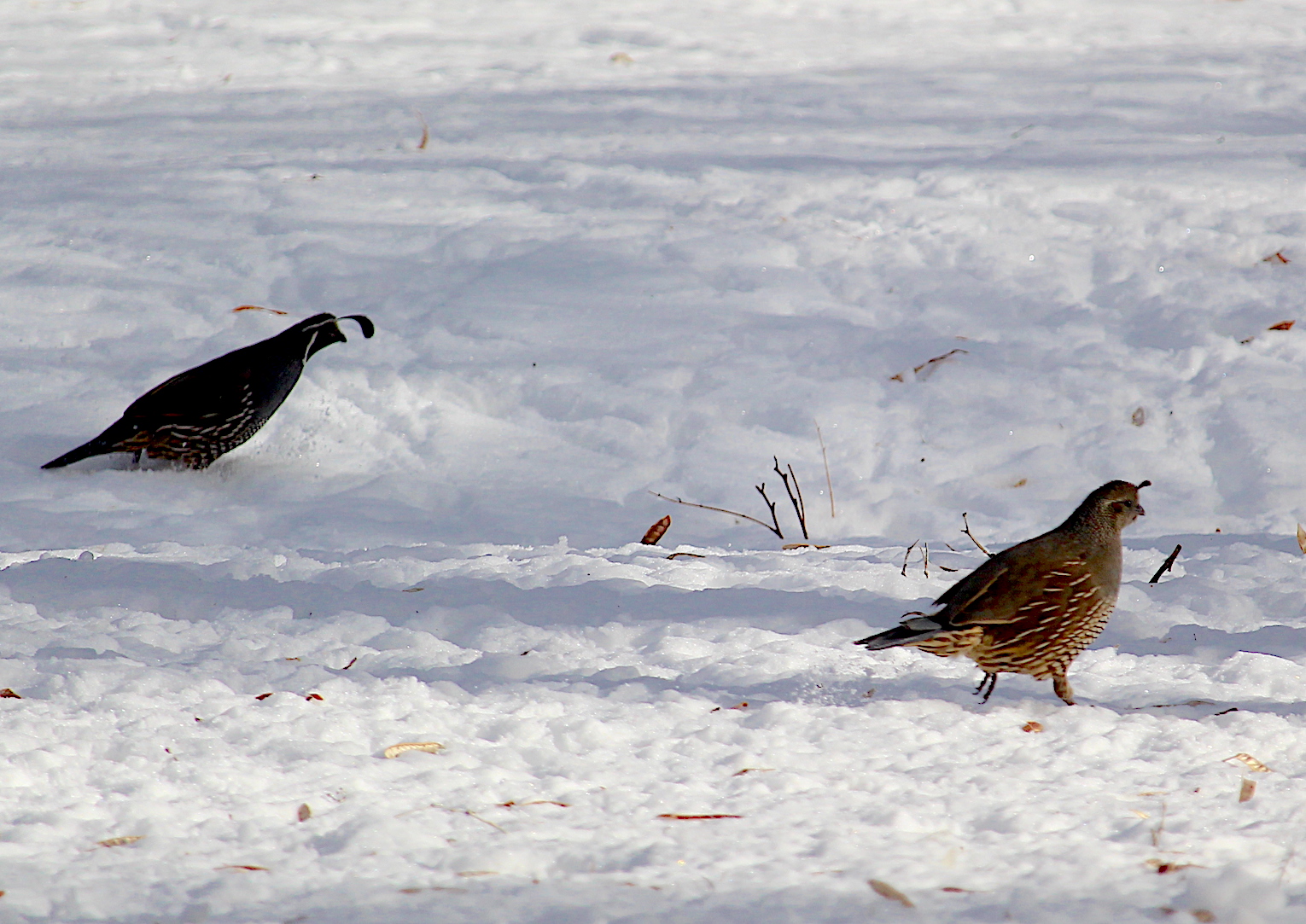 Great Backyard Bird Count Feb. 17-20 | Serving Minden-Gardnerville and ...