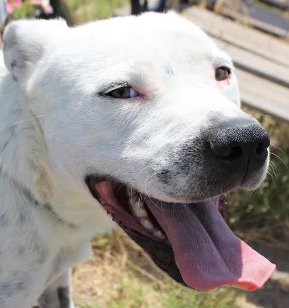 CAPS: The tale of Google Maps’ most famous fat cat | Carson City’s ...