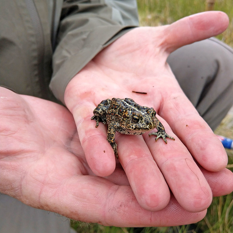Developer wants to delist endangered Dixie Valley toad | Carson City’s ...