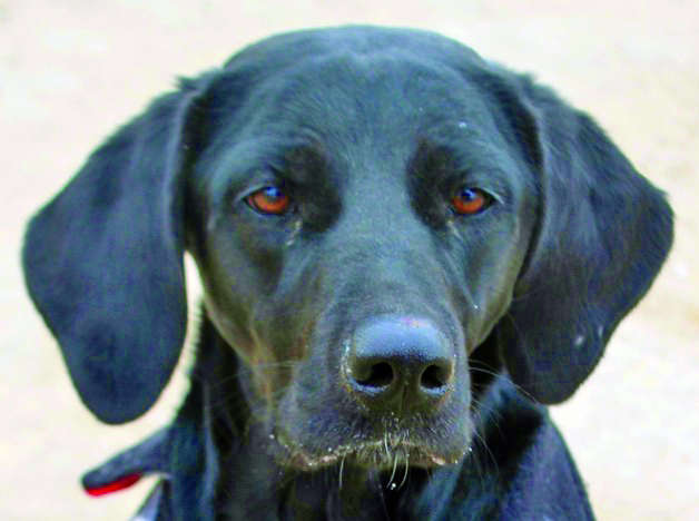 CAPS: Dogs in art throughout history | Carson City’s Trusted News ...