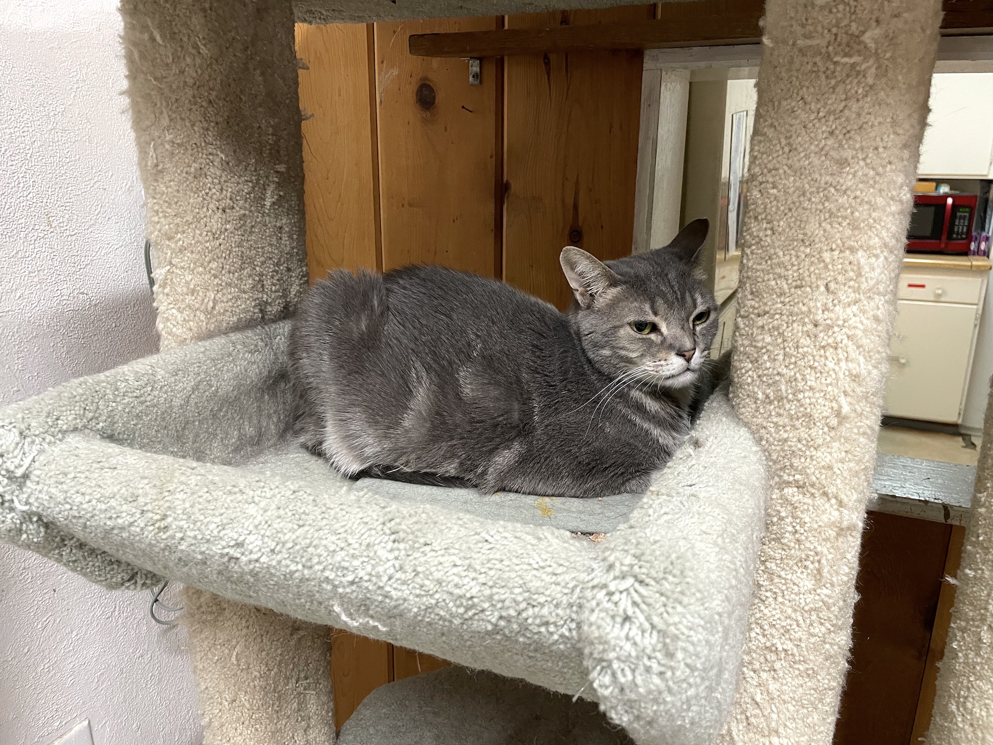 Cat sanctuary seeks help with renovations | Carson City’s Trusted News ...