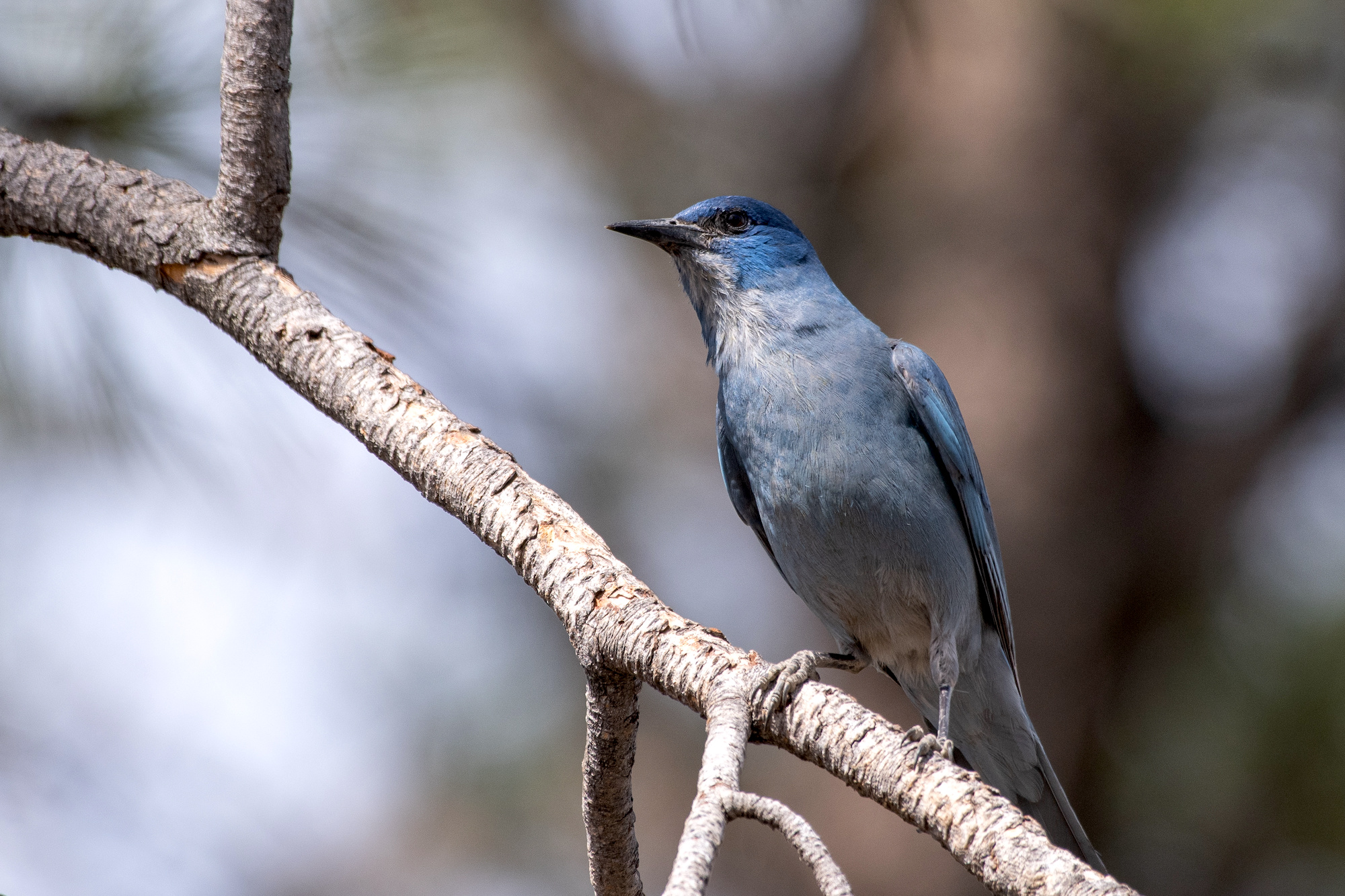 Pinyon jay in Nevada, other states gets fed review | Carson City’s ...