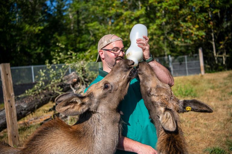Northwest Trek celebrating a year with orphaned moose calves | The ...
