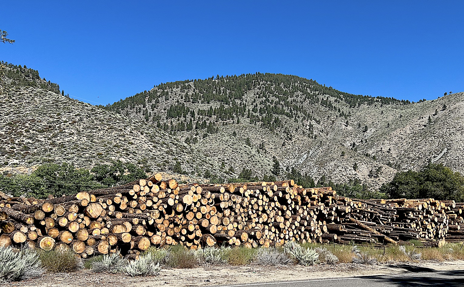 Tree thinning work continues on Kingsbury | Serving Minden-Gardnerville ...