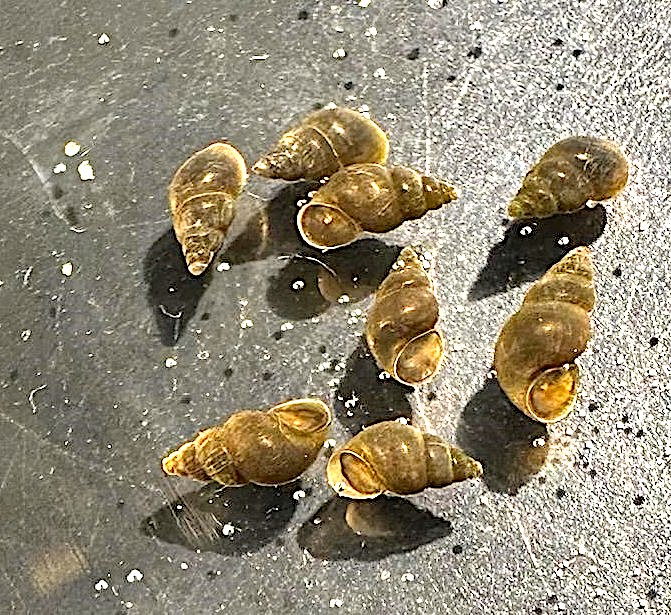 Invasive New Zealand mudsnails discovered in Lake Tahoe | Serving ...