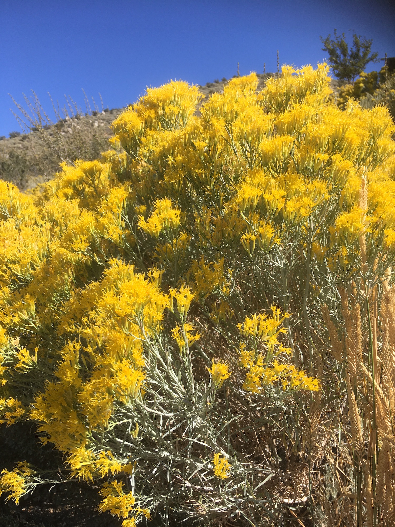 JoAnne Skelly: Native autumn gold | Serving Carson City for 160 years