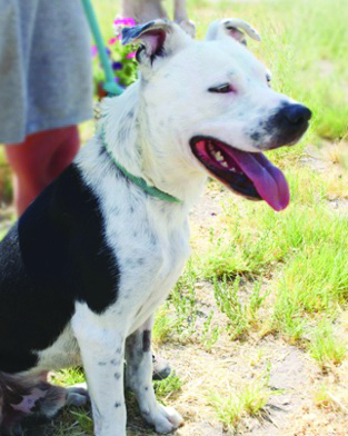 CAPS: Thanks go out to an incredible dog hero | Serving Carson City for ...