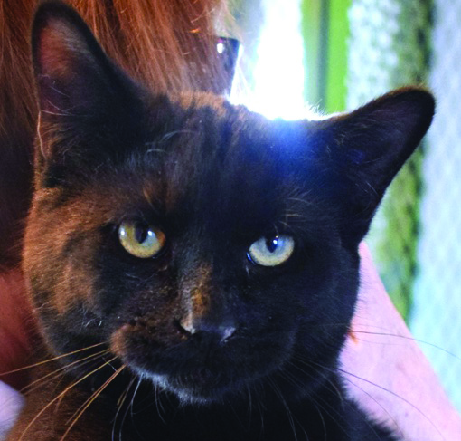 CAPS: Keeping the flu away from your cat | Carson City’s Trusted News ...