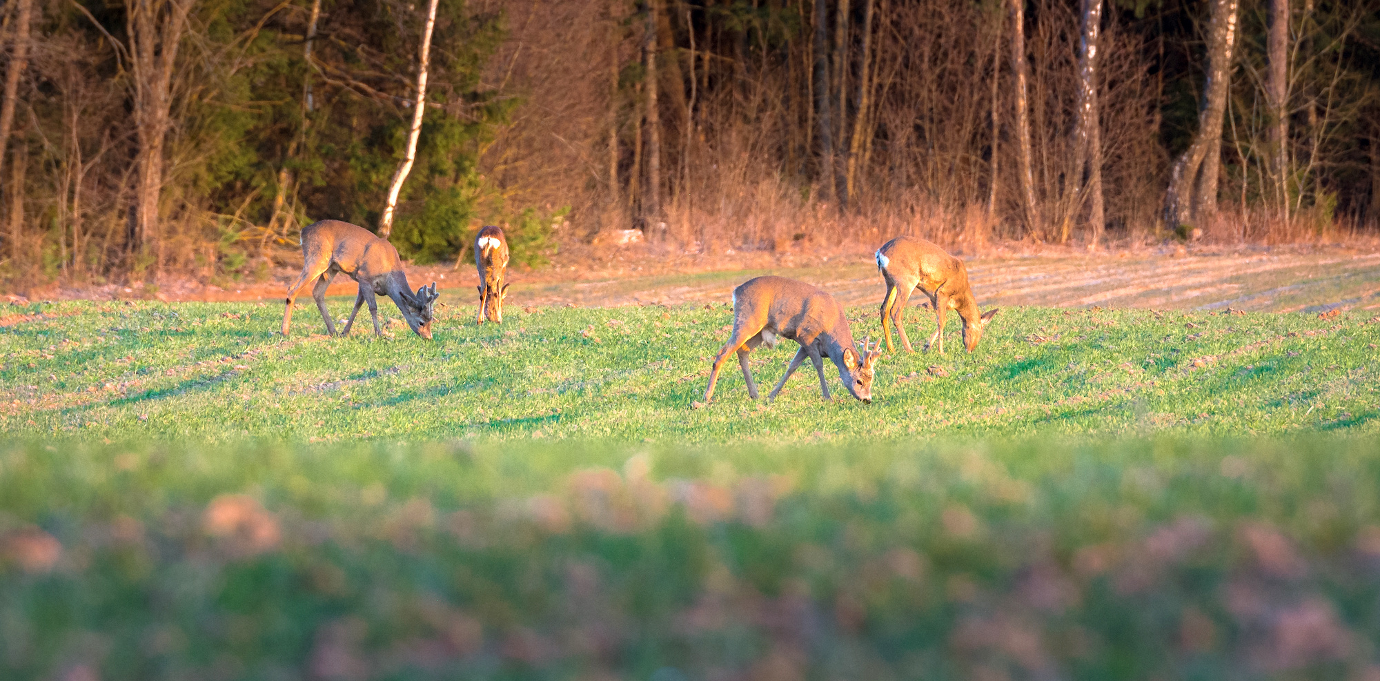 Bill seeks to boost payments for crops damaged by deer and elk | The ...